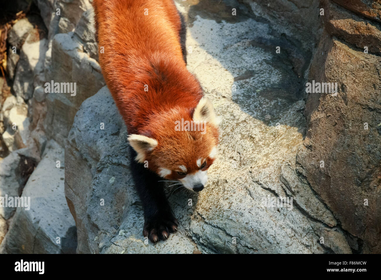 Red panda at zoo Stock Photo - Alamy