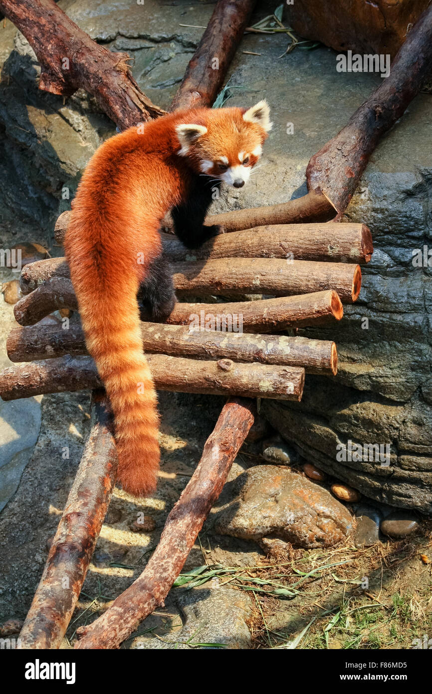Red panda at zoo Stock Photo - Alamy