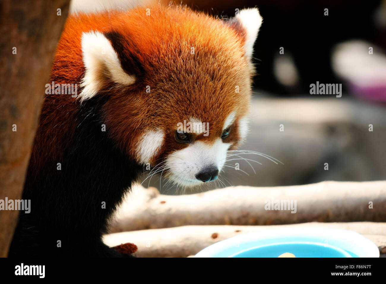 Cute red panda Stock Photo - Alamy