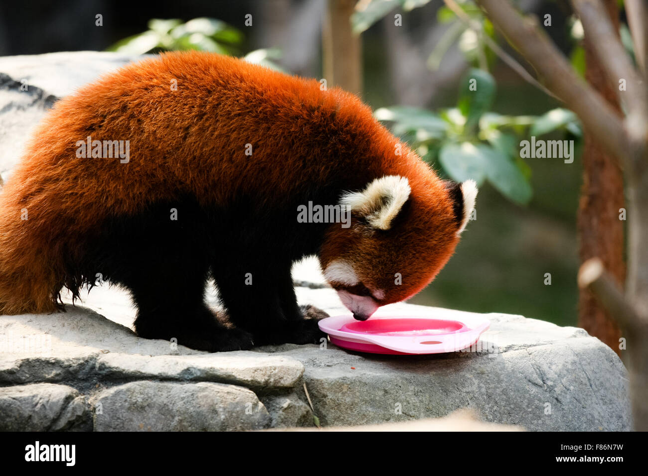 Cute red panda Stock Photo - Alamy