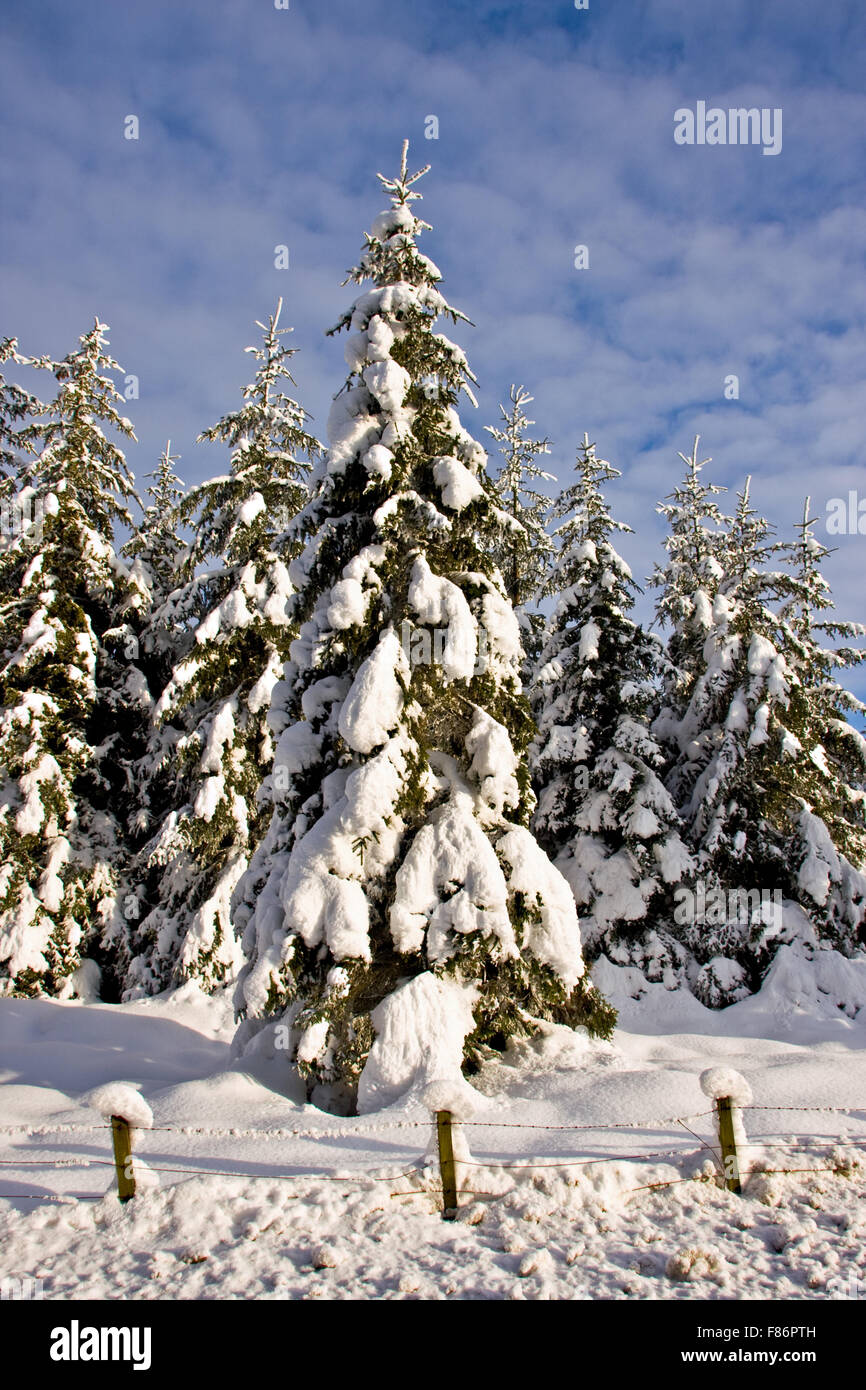 Snow covered trees in Scotland Stock Photo - Alamy
