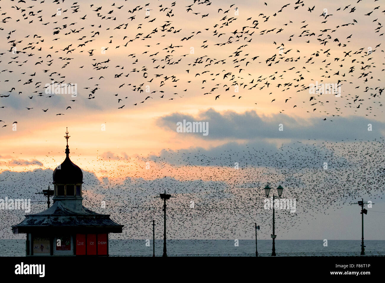flock fly animal starling flight swarm bird dusk murmuration blackpool ...
