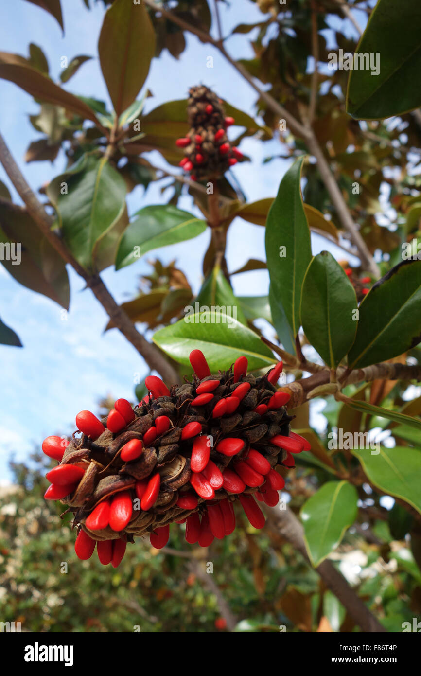 Can You Grow Magnolia Grandiflora From Seed at Mackenzie Wardle blog