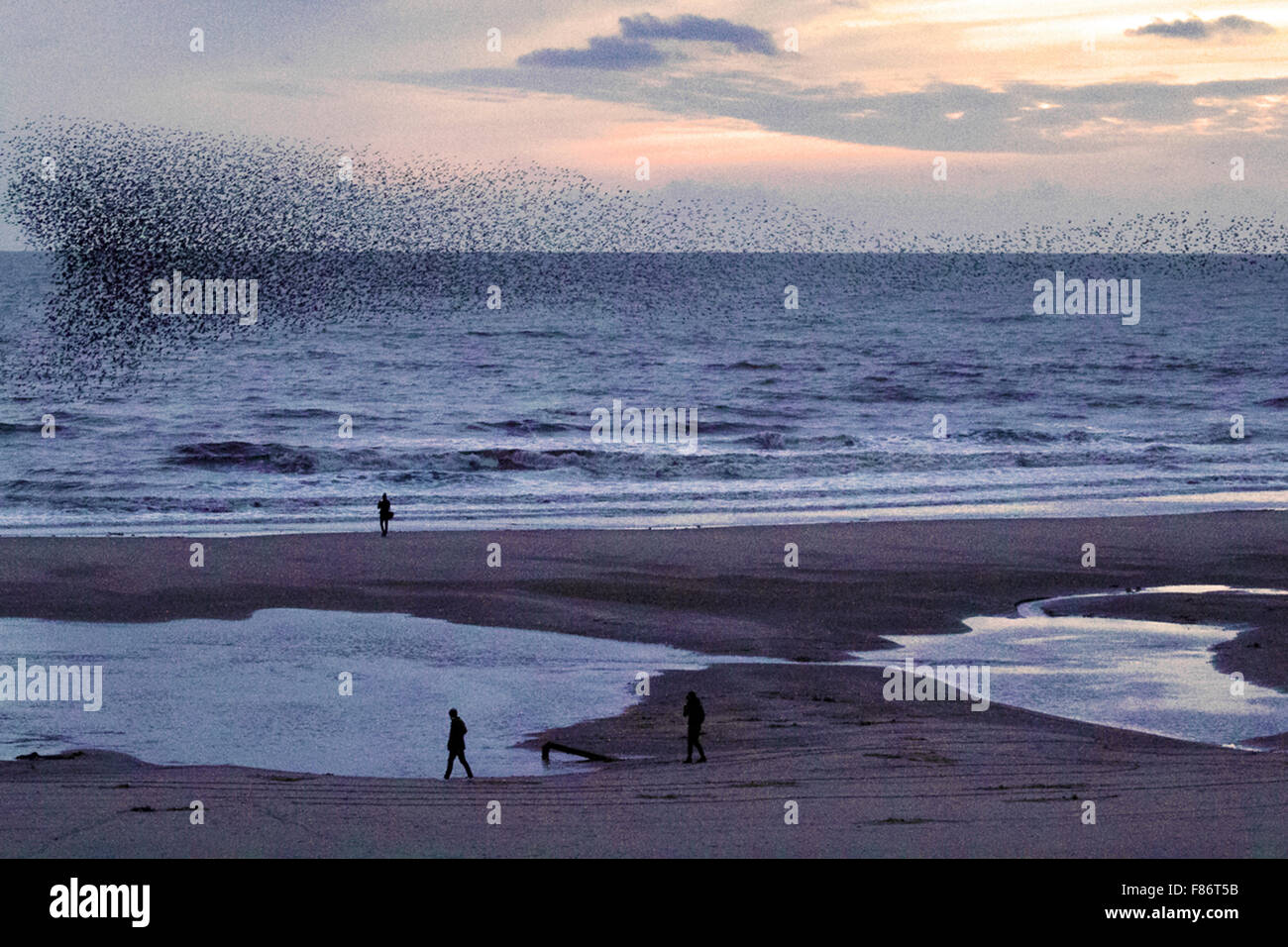 flock fly animal starling flight swarm bird dusk murmuration blackpool ...
