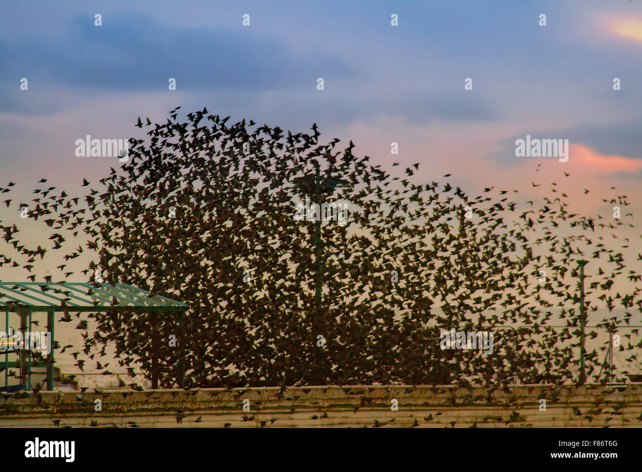 Birds in flight, flocks, flying in the clouds at Blackpool, Lancashire ...