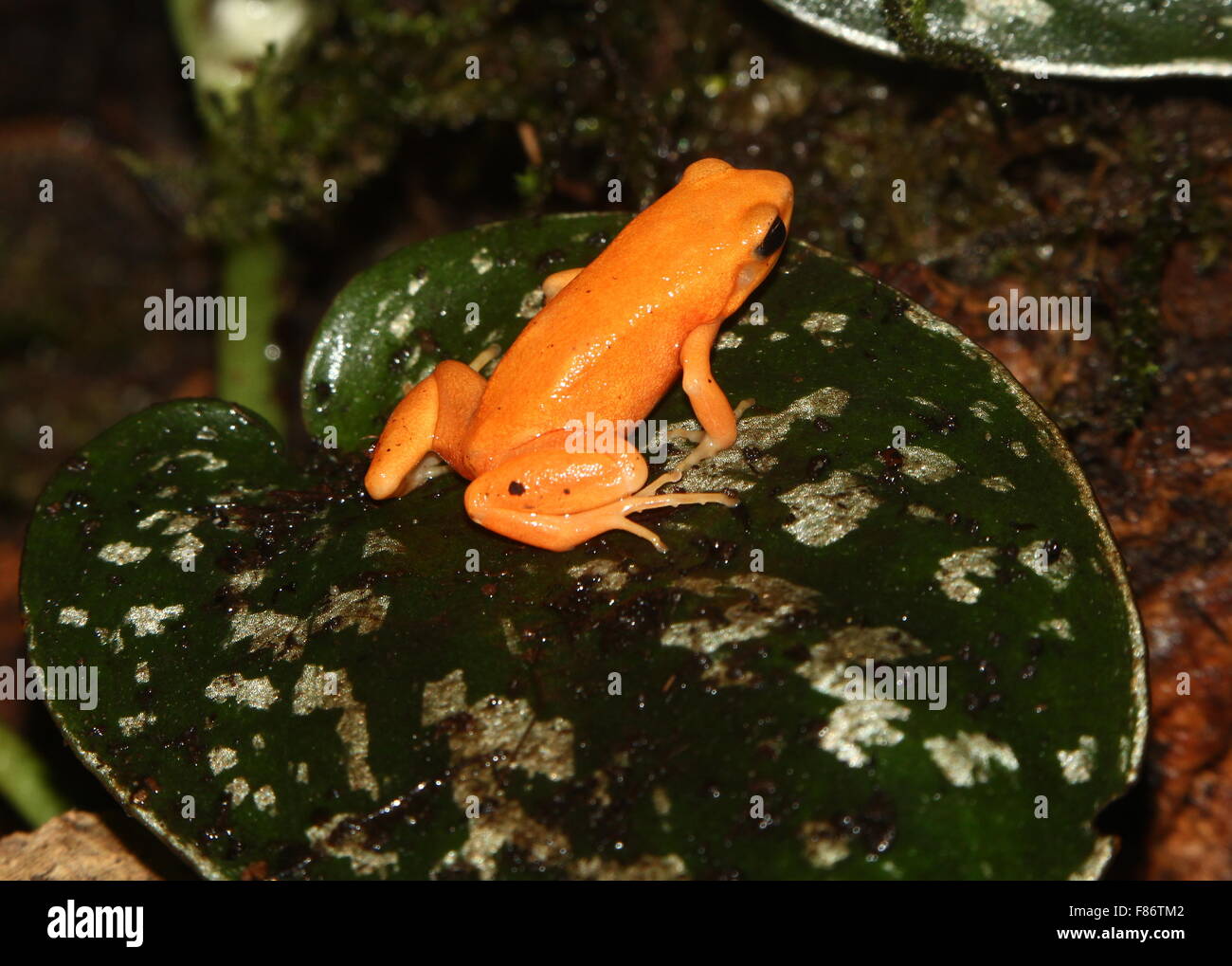 Endangered poisonous Madagascan Golden Mantella frog (Mantella ...