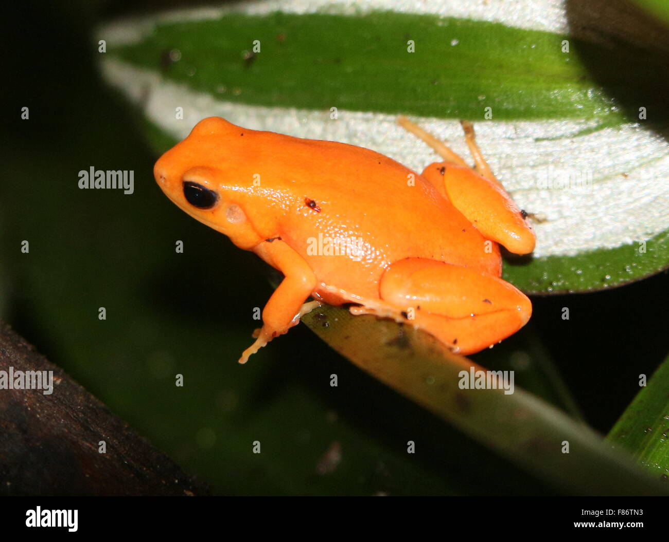 Endangered poisonous Madagascan Golden Mantella frog (Mantella ...