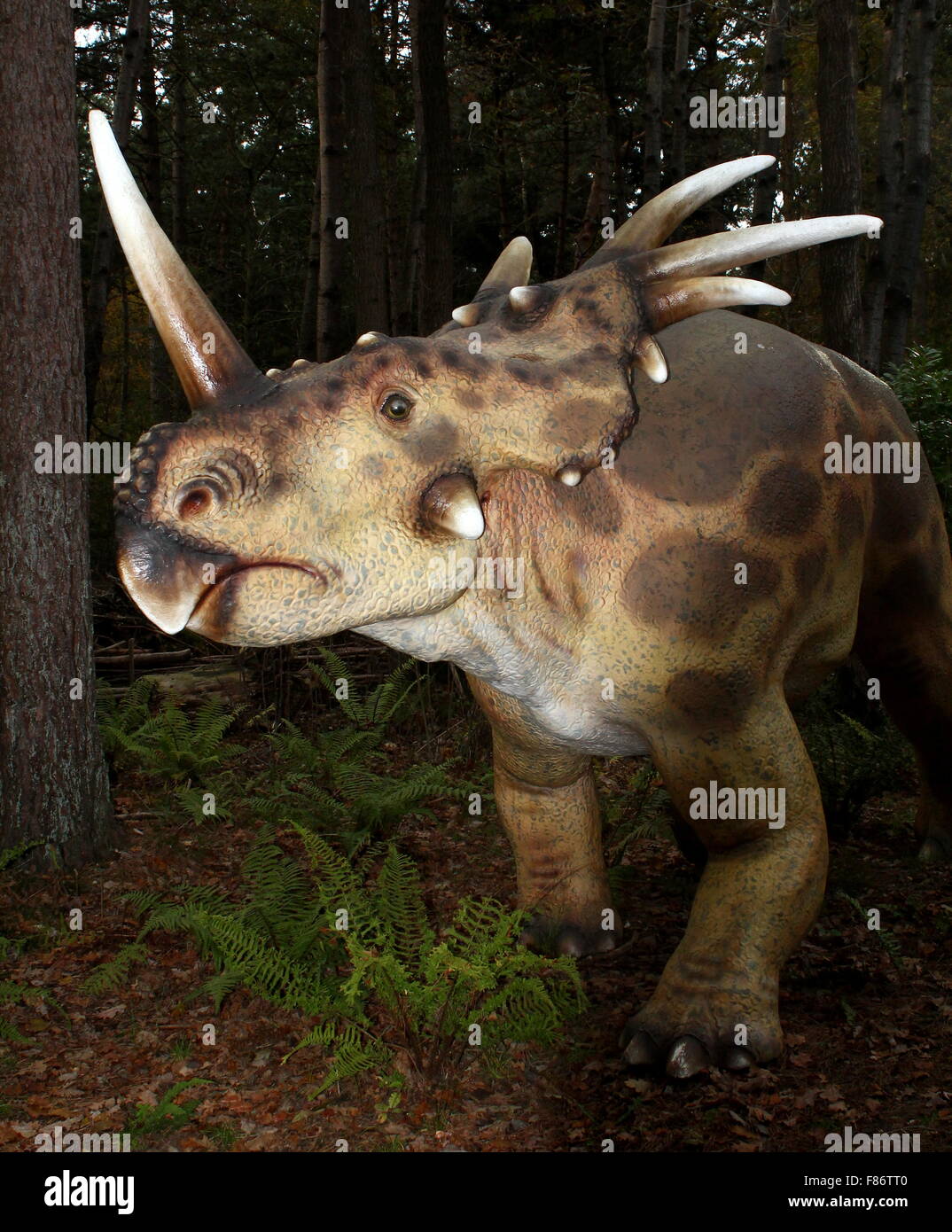 Styracosaurus (spiked lizard) dinosaur, Cretaceous era Lifelike dino ...