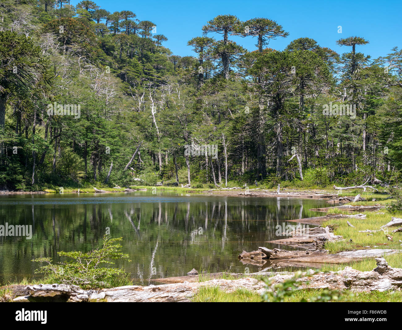 Pehuen trees near Pucon, Monkey Puzzle, Cani Nature Reserve Stock Photo ...