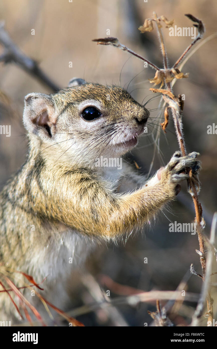 Tree Squirrel - Paraxerus cepapi - Mushara Bush Camp, near Etosha ...