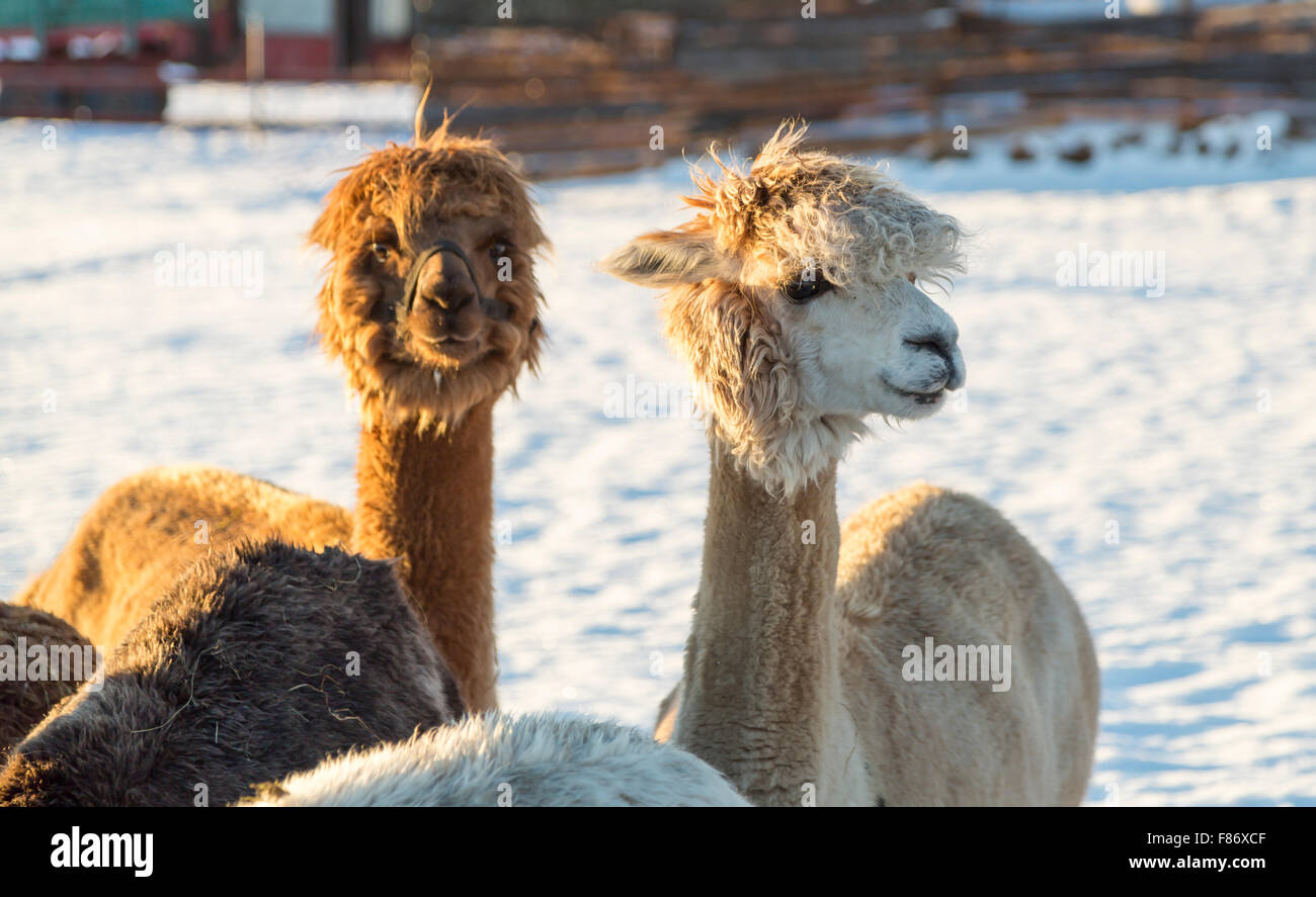 Pair of Alpacas in Winter Stock Photo - Alamy