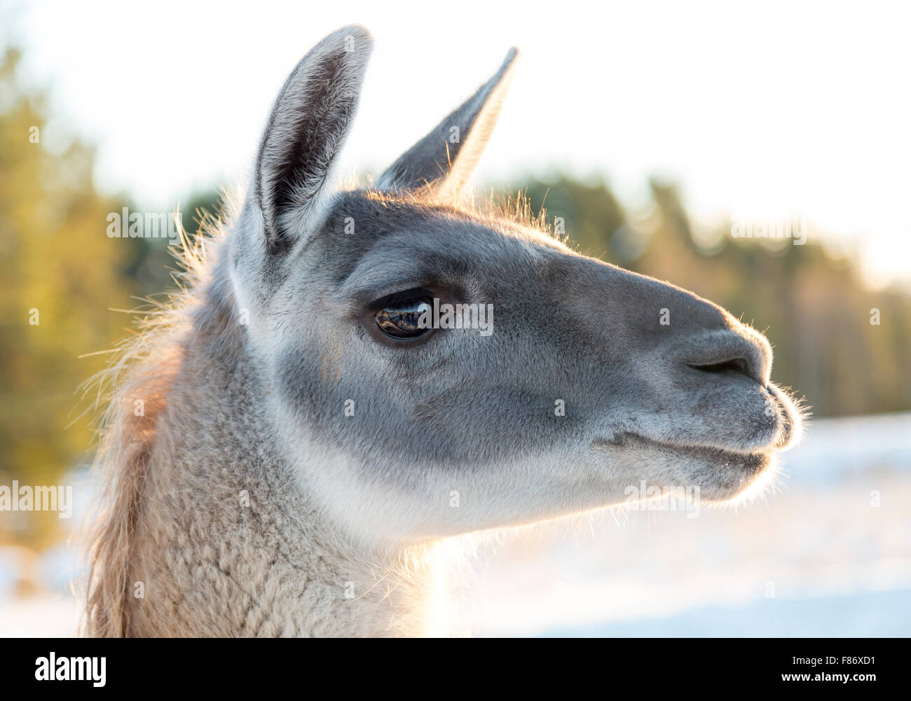 Llamas eye hi-res stock photography and images - Alamy