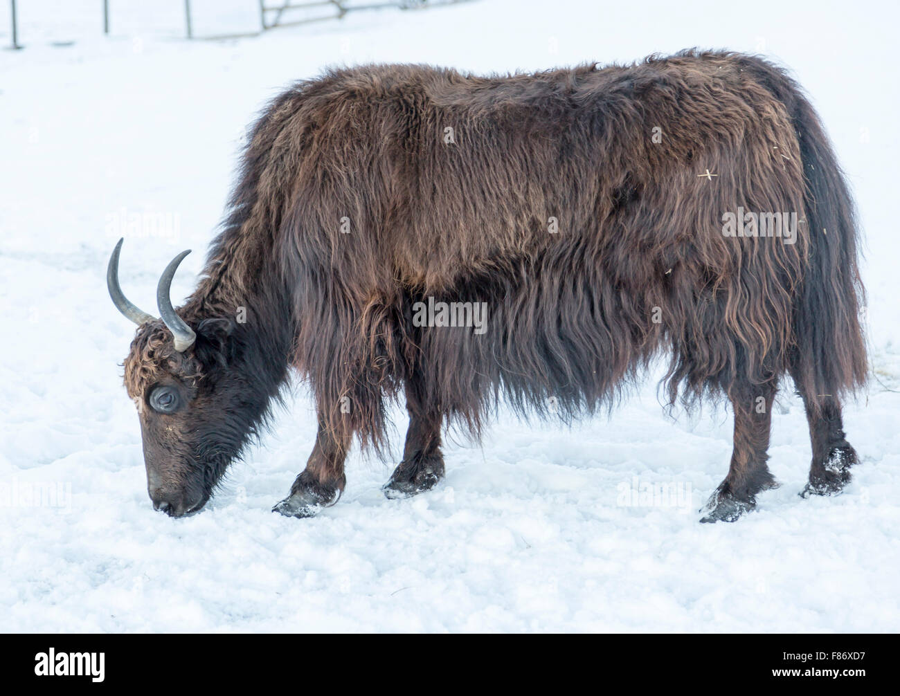 White yak hair hi-res stock photography and images - Alamy