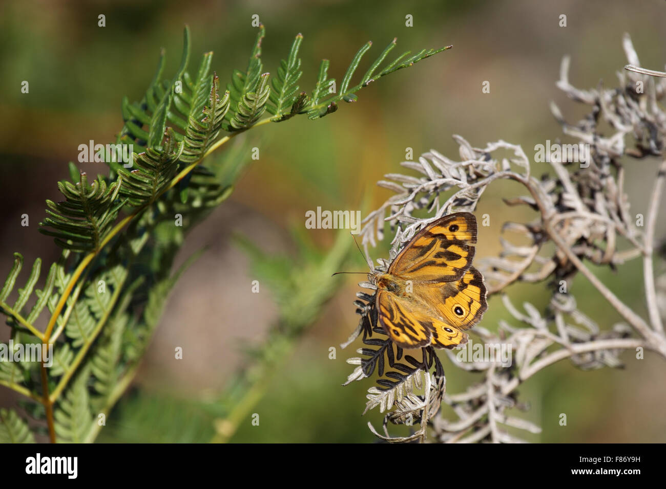 Merope butterfly hi-res stock photography and images - Alamy