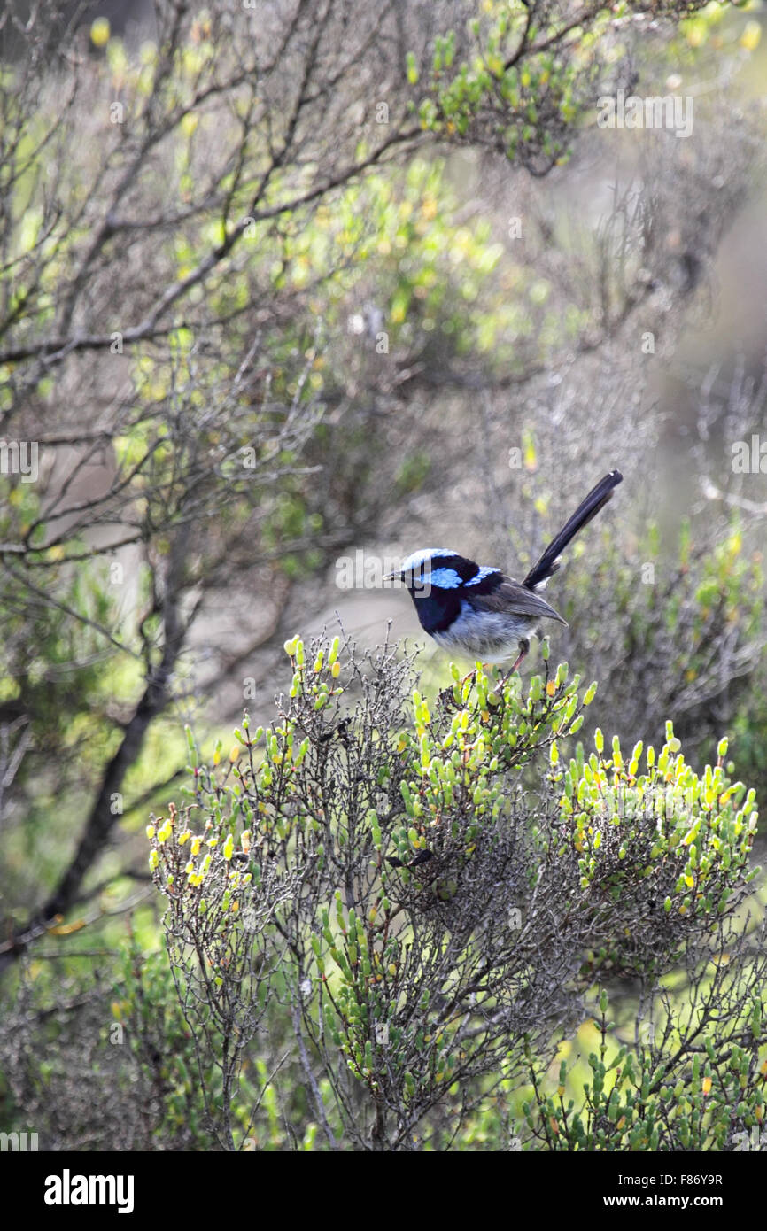 Fairy wren, australia hi-res stock photography and images - Alamy