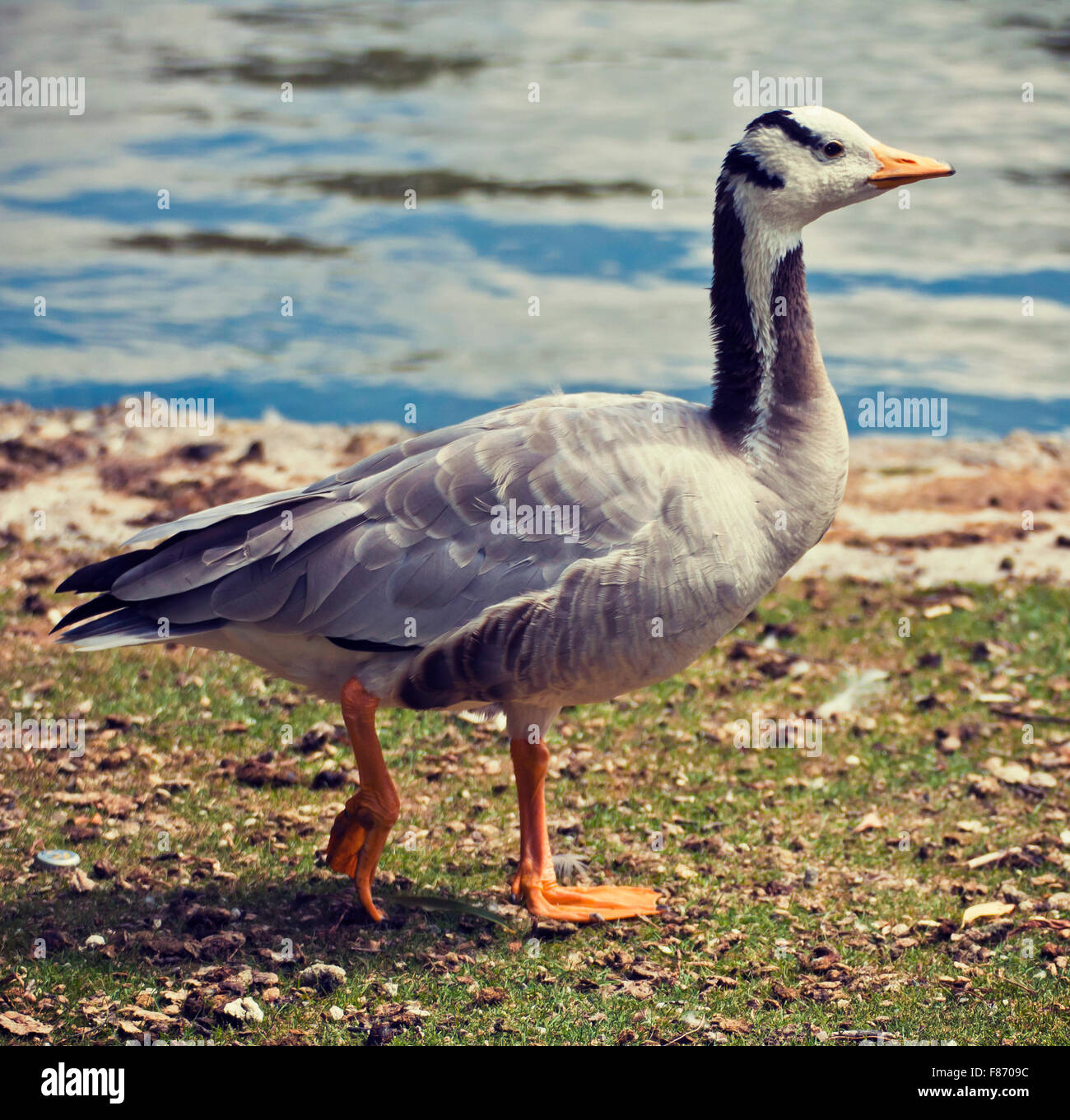 wild goose profile walking near a pond Stock Photo - Alamy