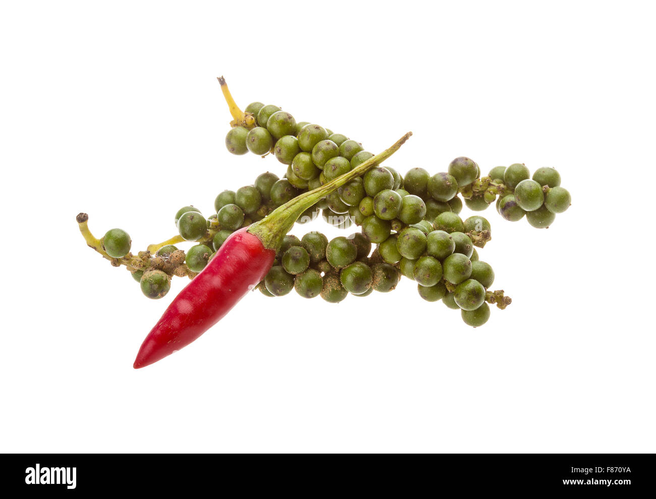 Most expensive campot pepper isolated Stock Photo - Alamy