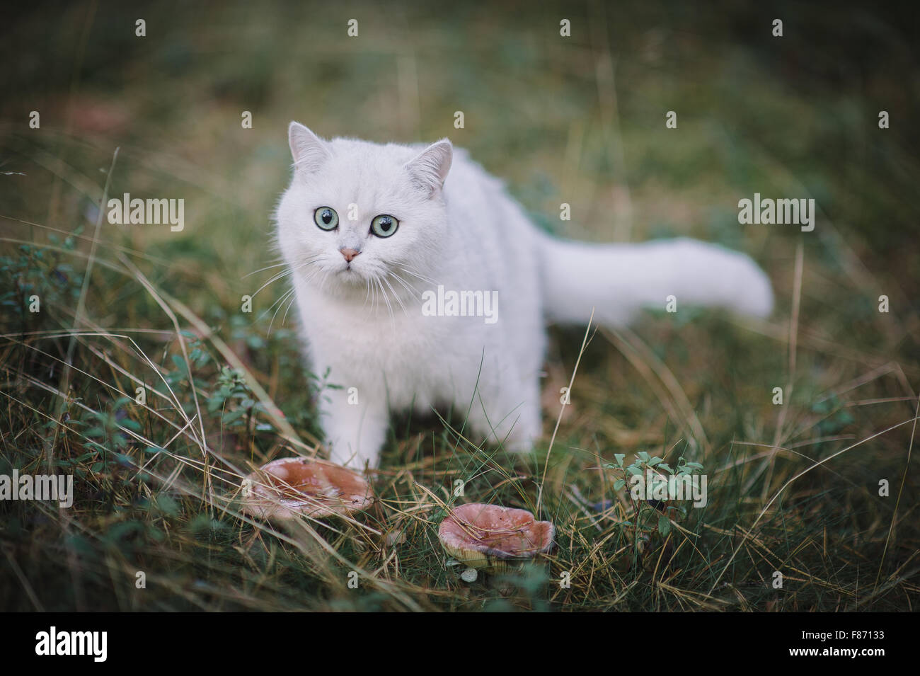 Sleek Silver Cat With Blue Eyes