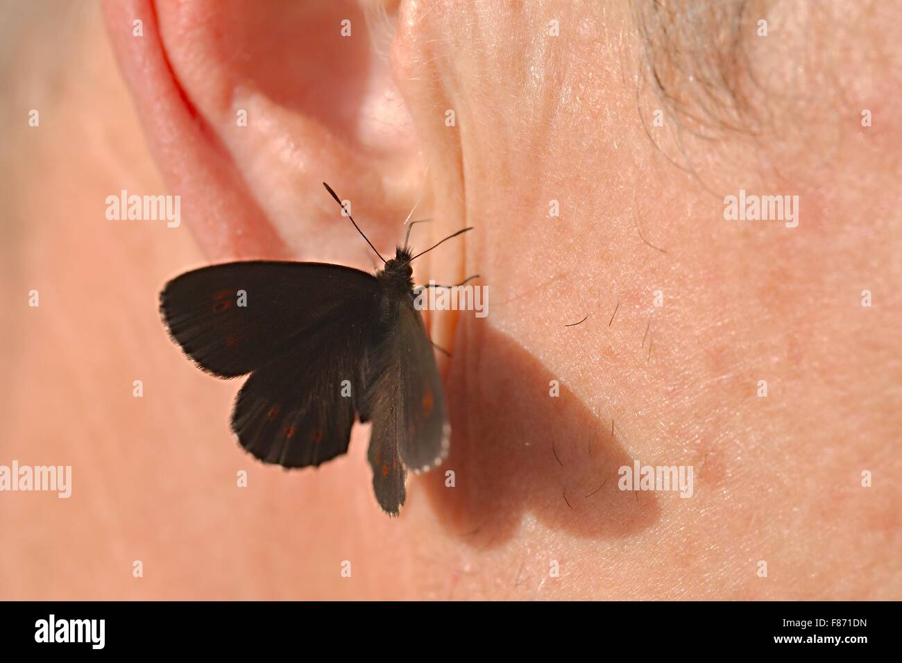 Friendly butterfly hi-res stock photography and images - Alamy