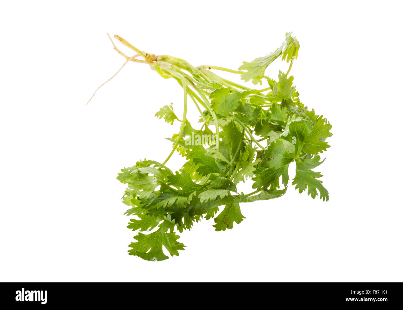 Few fresh coriander branches isolated Stock Photo - Alamy