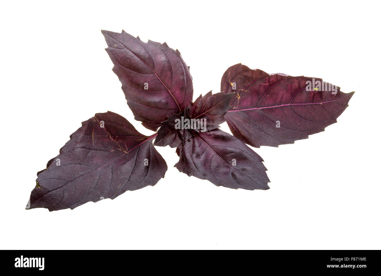 Red basil leaves isolated on white Stock Photo - Alamy