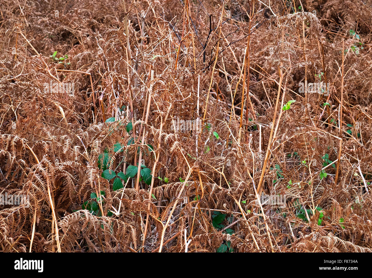 Bracken dried in its winter stage Stock Photo - Alamy