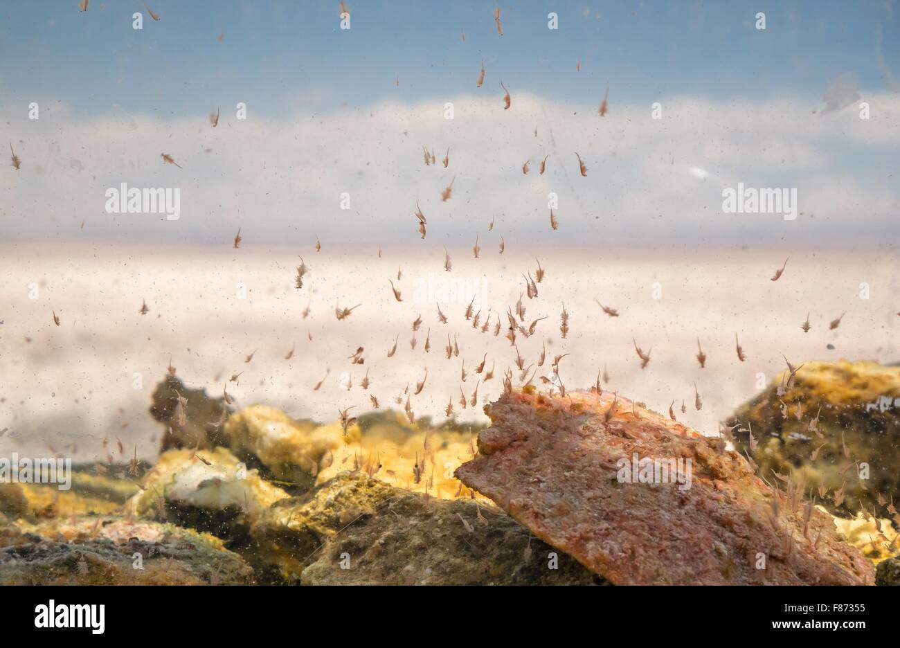 Andean flamingos eat algae, cyanobacteria, and hard-shelled, single ...