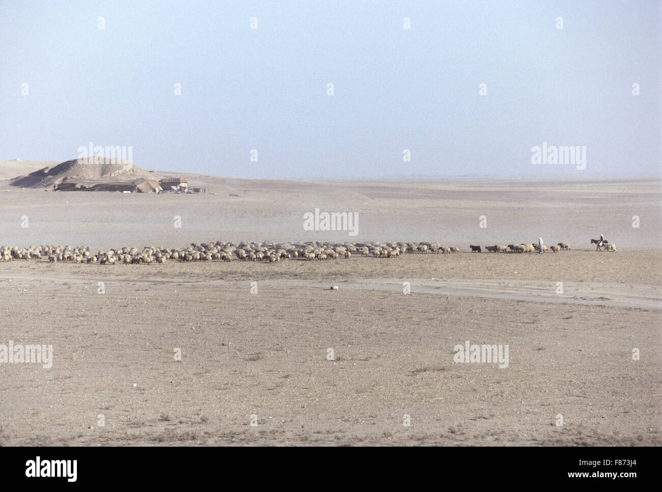 Nimrud, Iraq - A flock of sheep grazing on the Nineveh plains as seen ...
