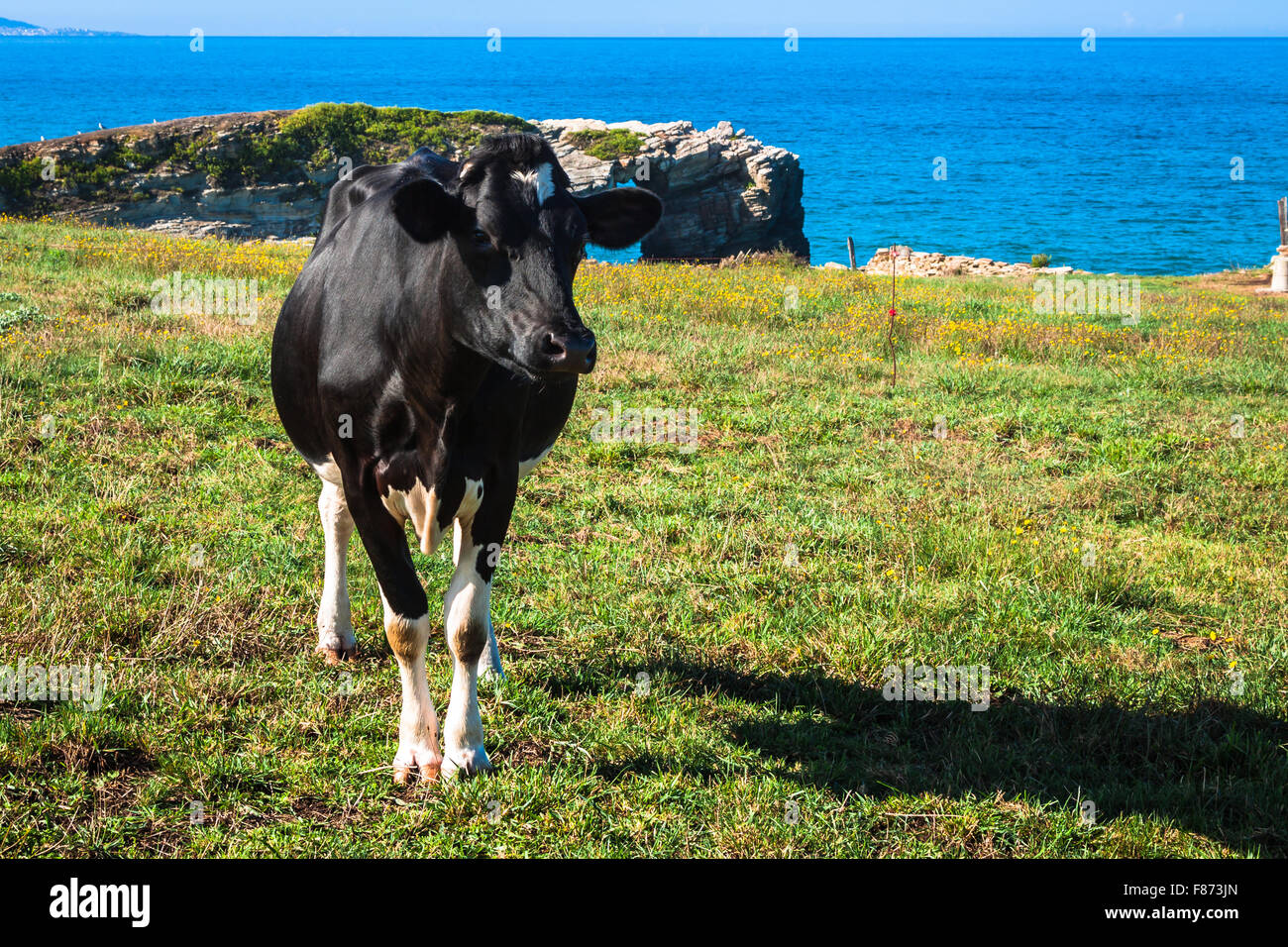 Spanish milk cow in the seaside farm,Asturias,Spain Stock Photo - Alamy