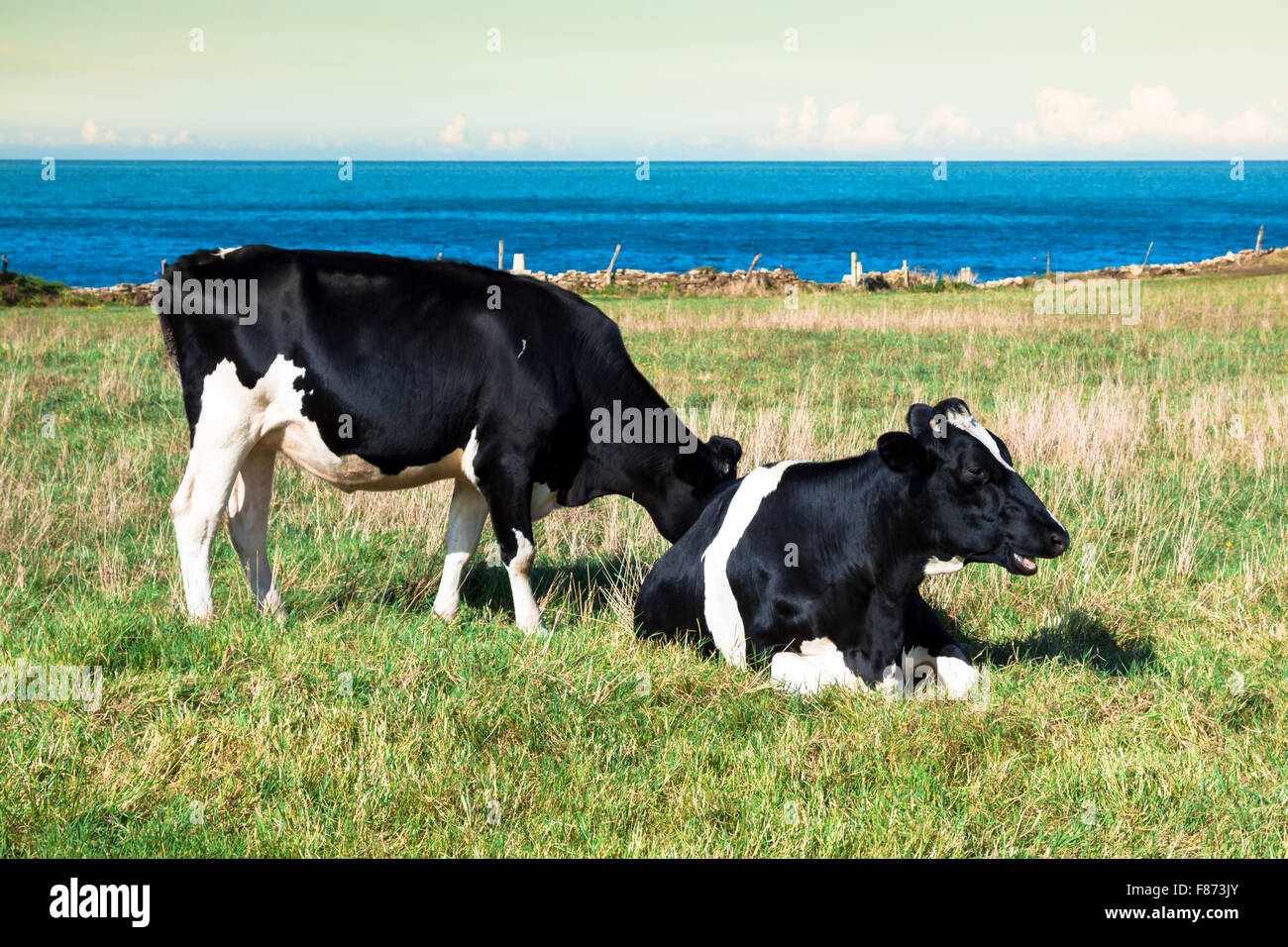 Spanish milk cow in the seaside farm hi-res stock photography and ...