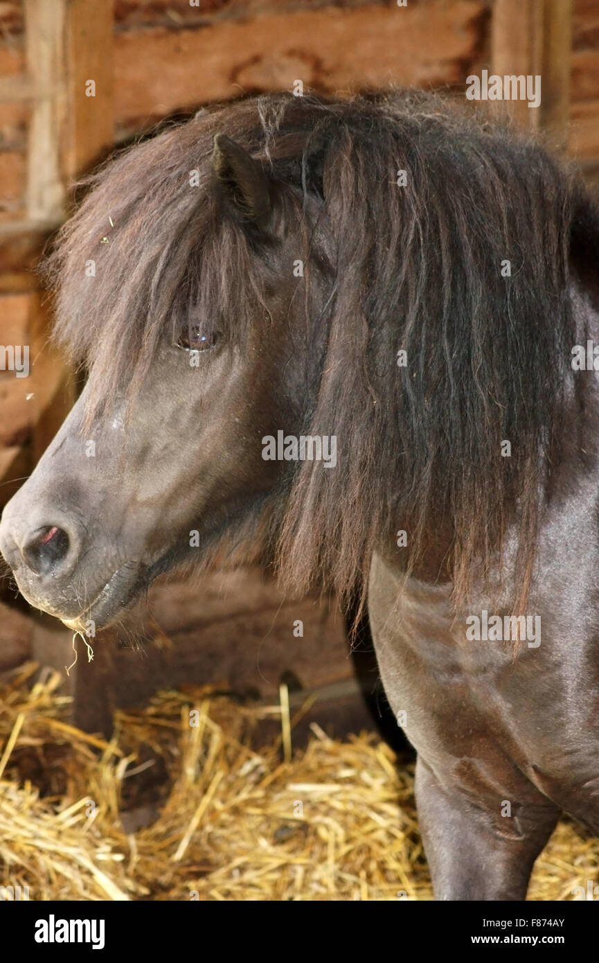 Pony in the stable Stock Photo - Alamy