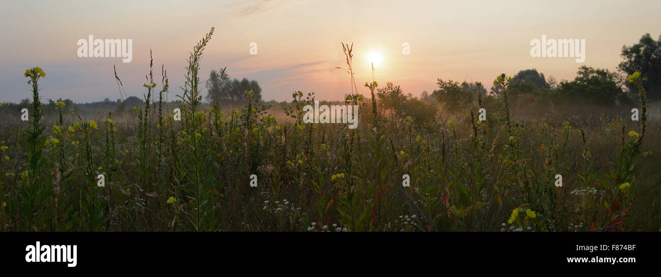 Morning mist over the meadow Stock Photo - Alamy