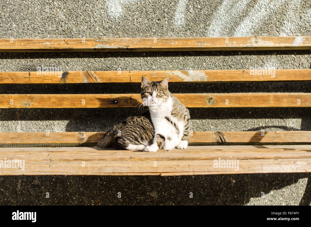 Scared cat hi-res stock photography and images - Alamy