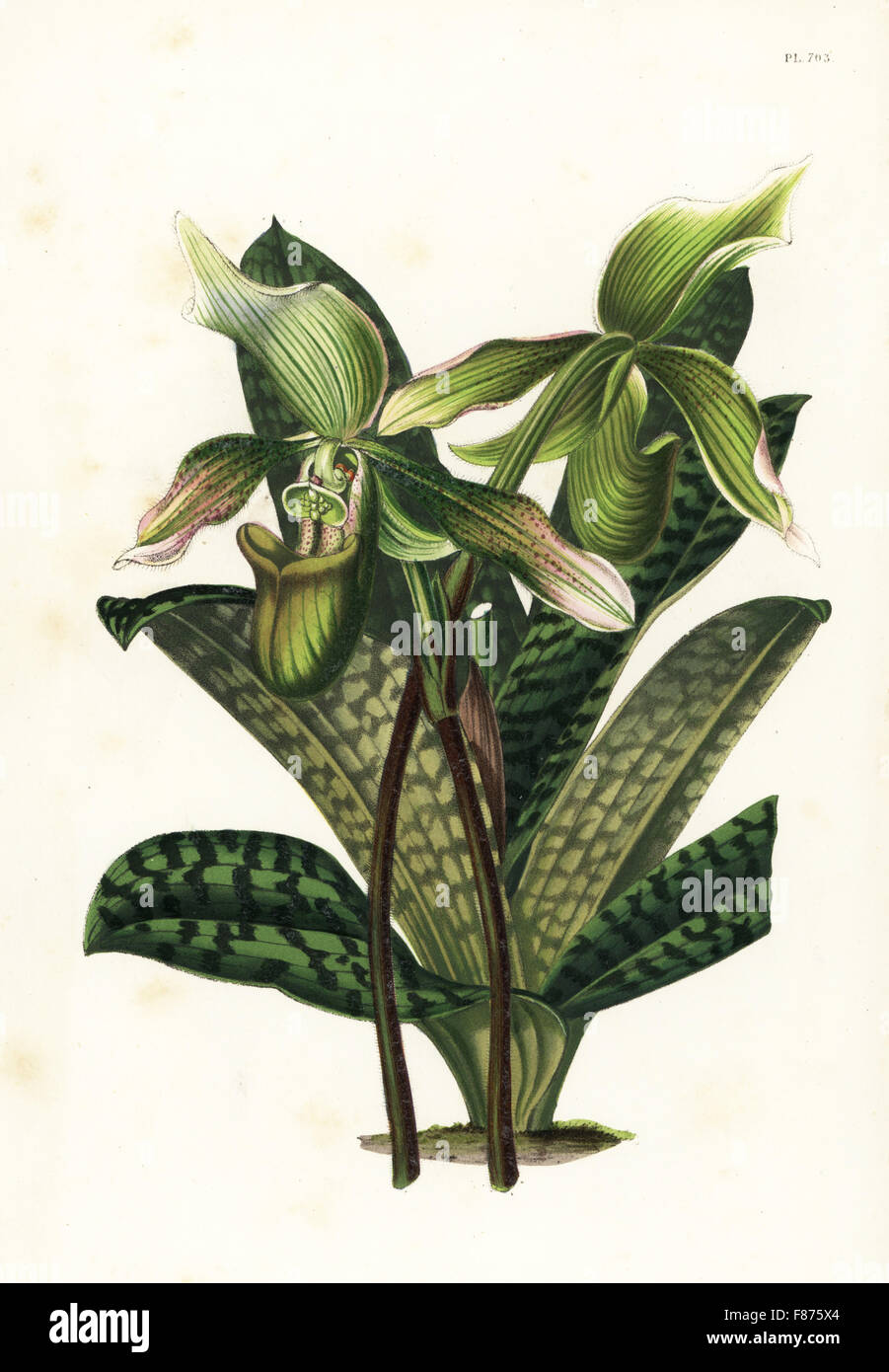 Paphiopedilum javanicum hi-res stock photography and images - Alamy