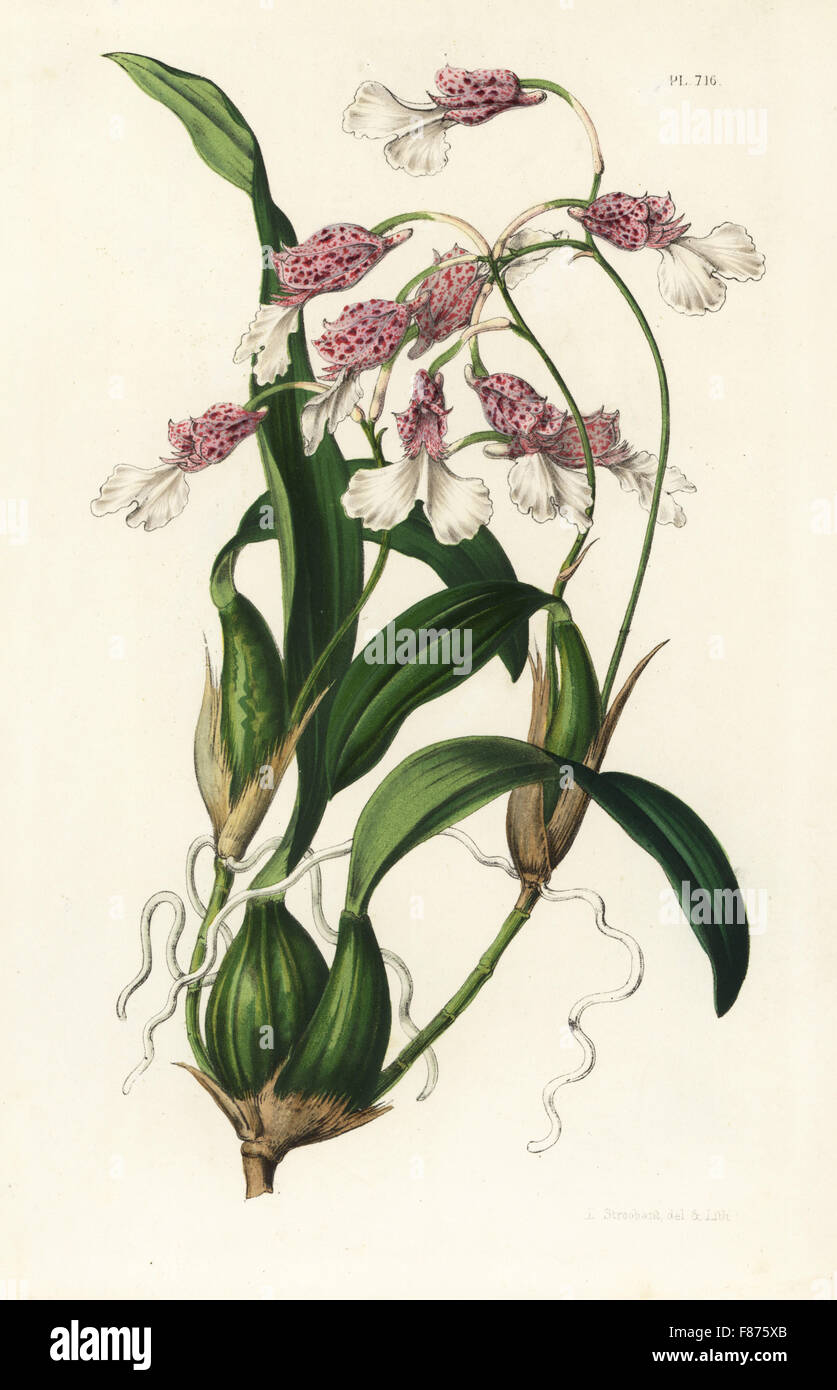 Rodriguezia decora orchid (Burlingtonia decora). Handcoloured ...