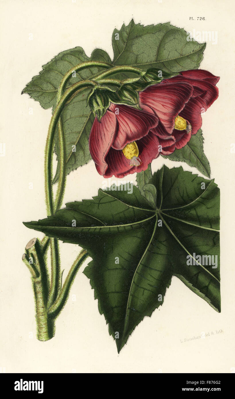 Phymosia rosea hi-res stock photography and images - Alamy