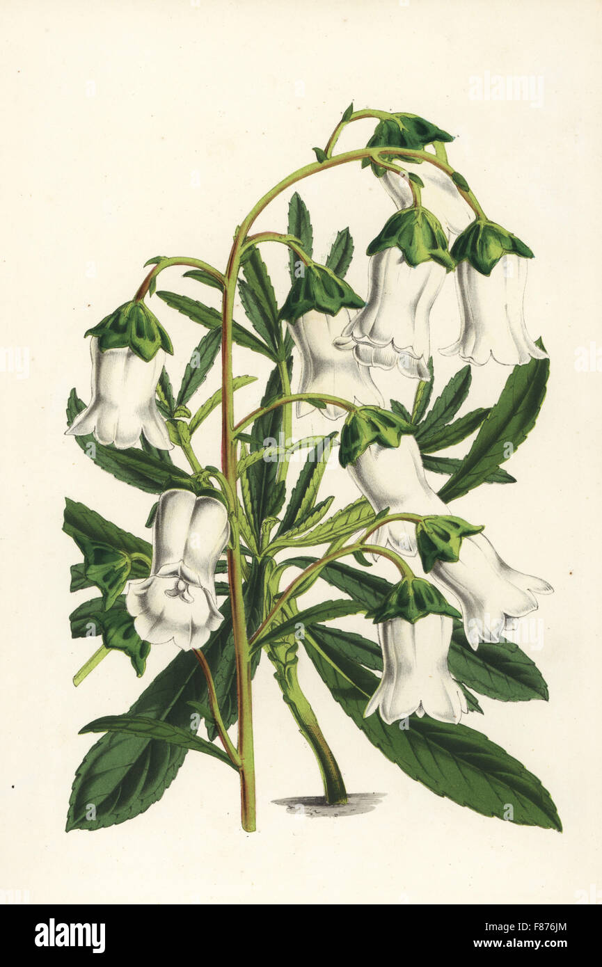 Azorina vidalii, endangered plant (Campanula vidalii). Handcoloured ...