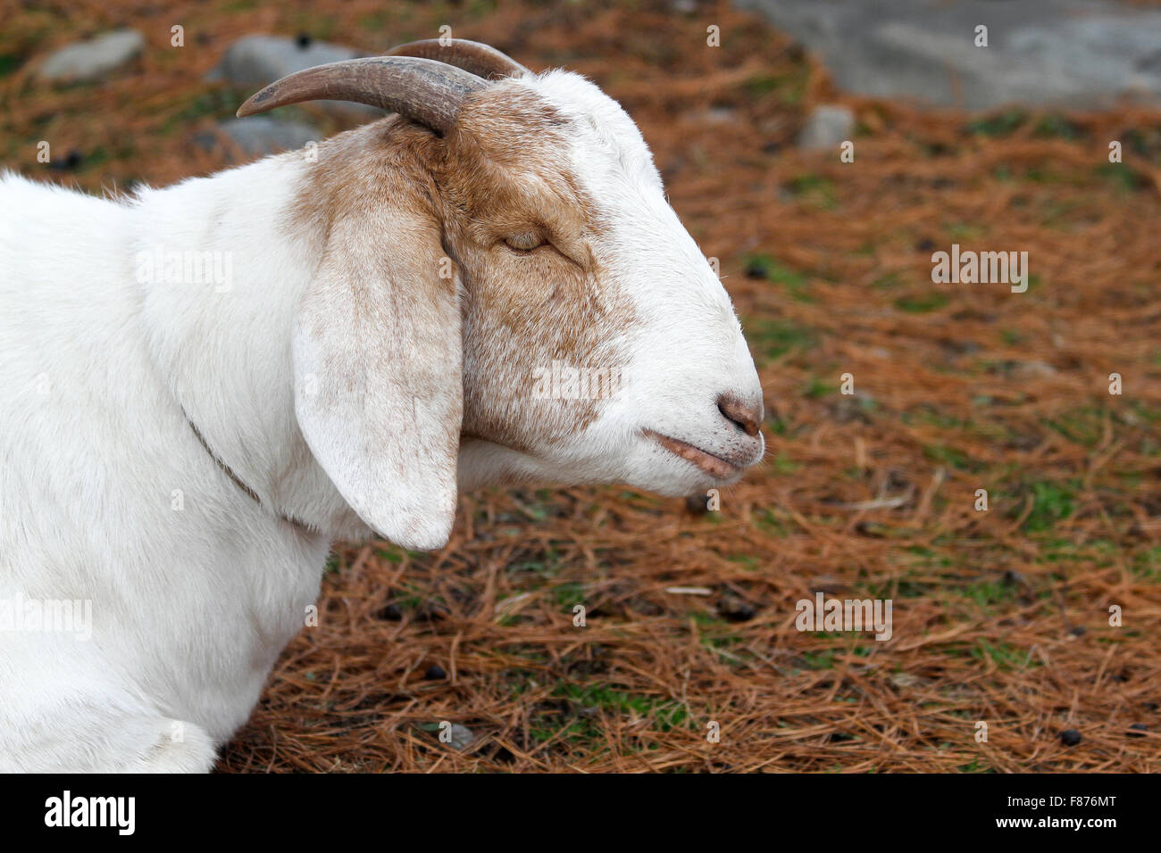 Tranquil farm hi-res stock photography and images - Alamy