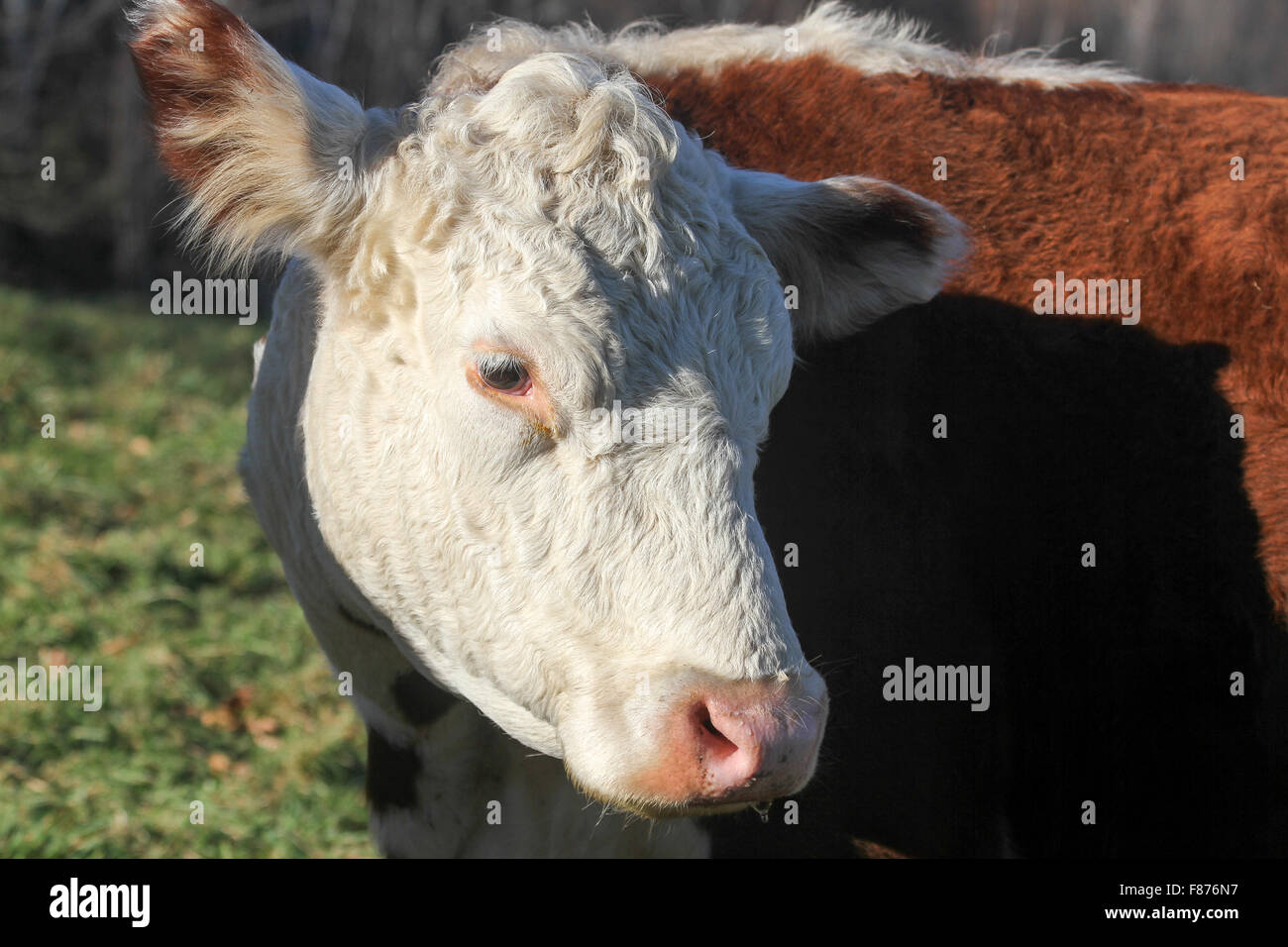 A cow at Wheel-View Farm, Shelburne, Massachusetts, United States ...