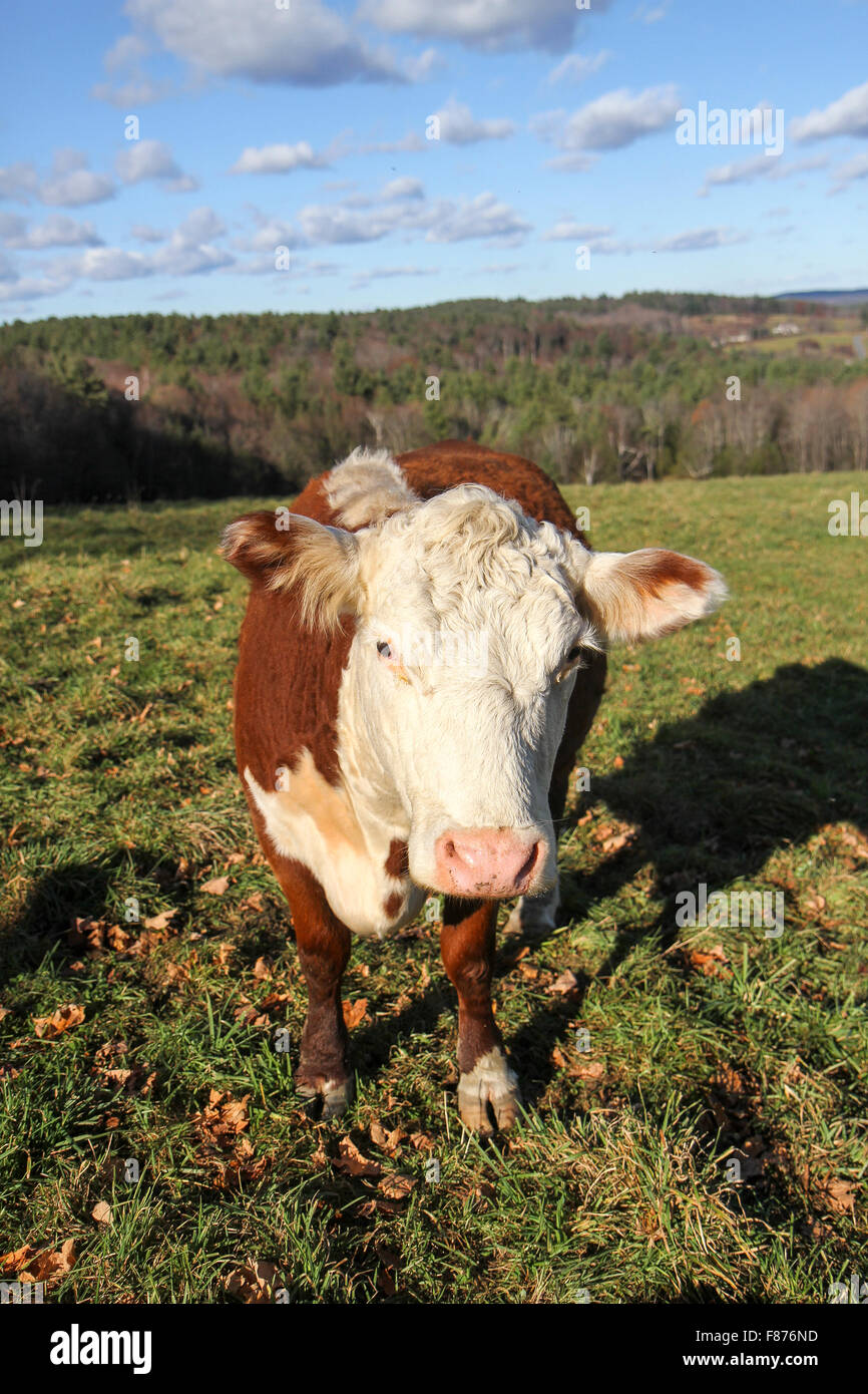A cow at Wheel-View Farm, Shelburne, Massachusetts Stock Photo - Alamy