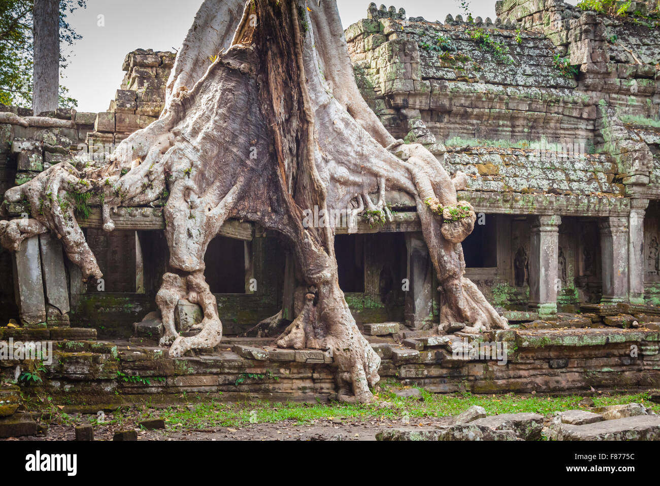 Tree root overgrowing parts of ancient Preah Khan Temple at angkor Wat ...
