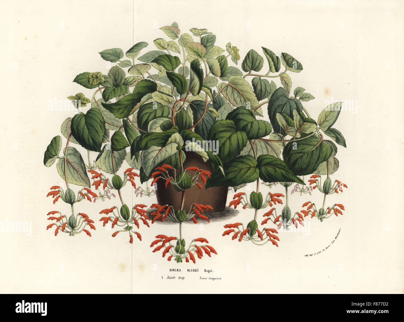 Dircaea hi-res stock photography and images - Alamy