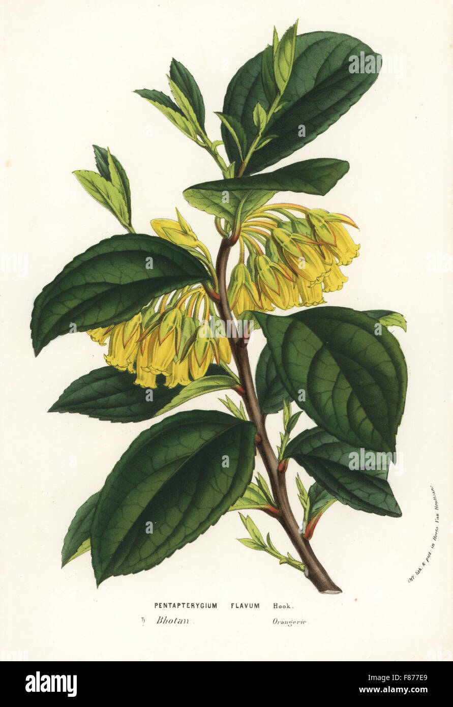 Agapetes flava hi-res stock photography and images - Alamy