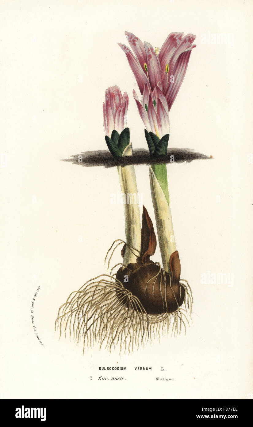 Spring meadow saffron, Colchicum bulbocodium (Bulbocodium vernum ...