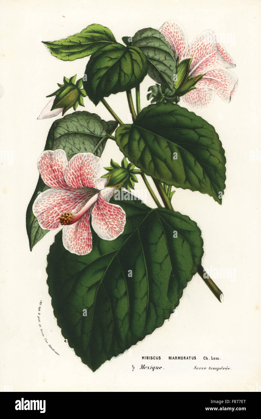 Hibiscus lavaterioides hi-res stock photography and images - Alamy