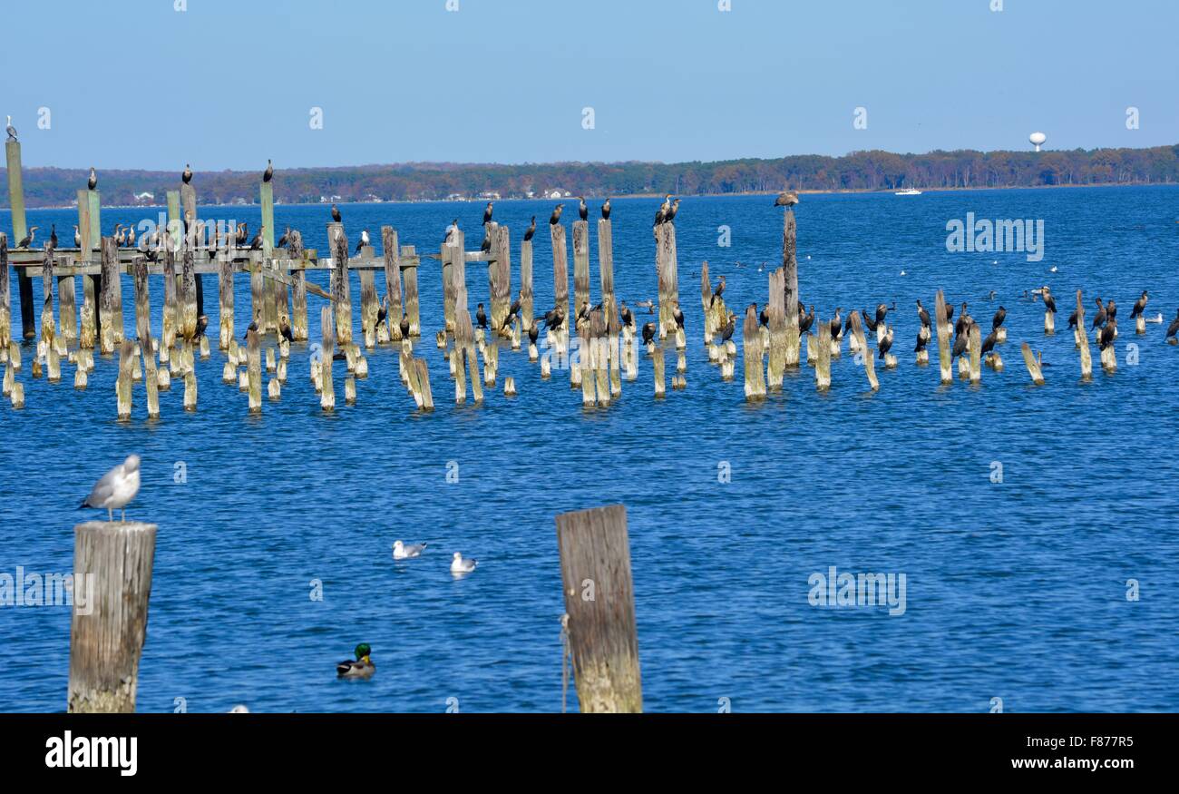 old pilings on river Stock Photo - Alamy