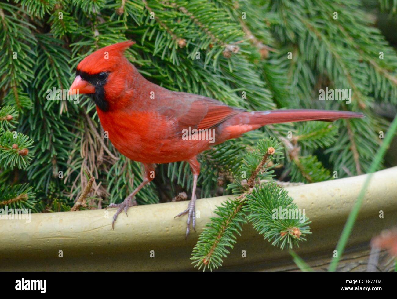 male cardinal , wildlife, nature, red, bird Stock Photo - Alamy