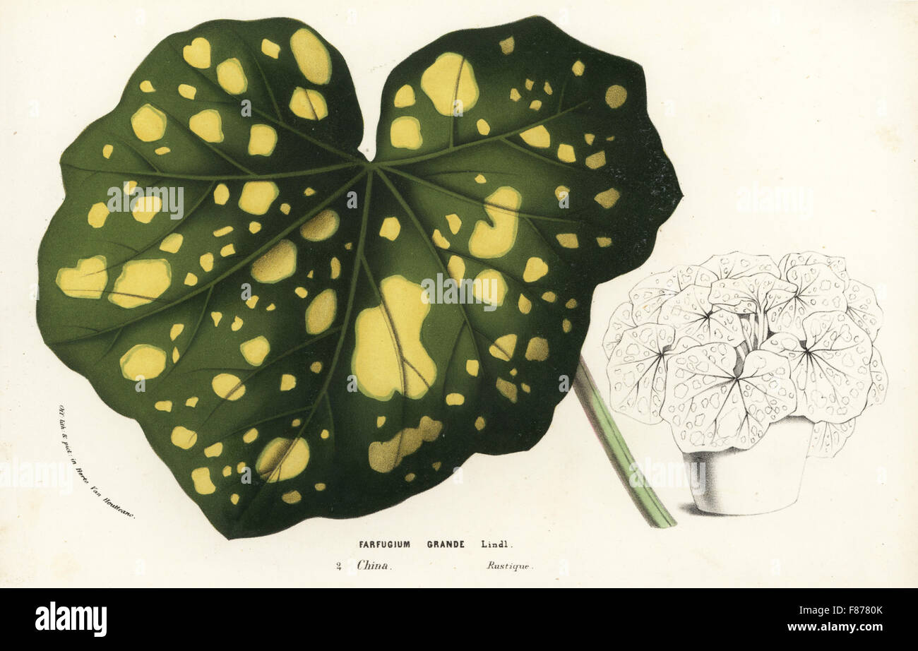 Leopard plant or tsuwabuki, Farfugium japonicum (Farfugium grande ...