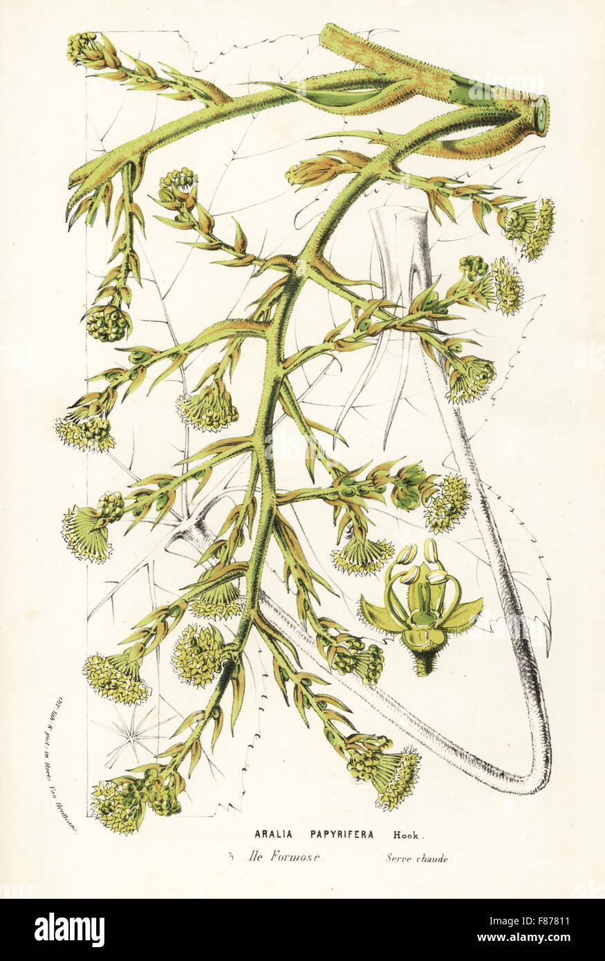 Rice-paper or pith-paper plant, Tetrapanax papyrifer (Aralia papyrifera ...