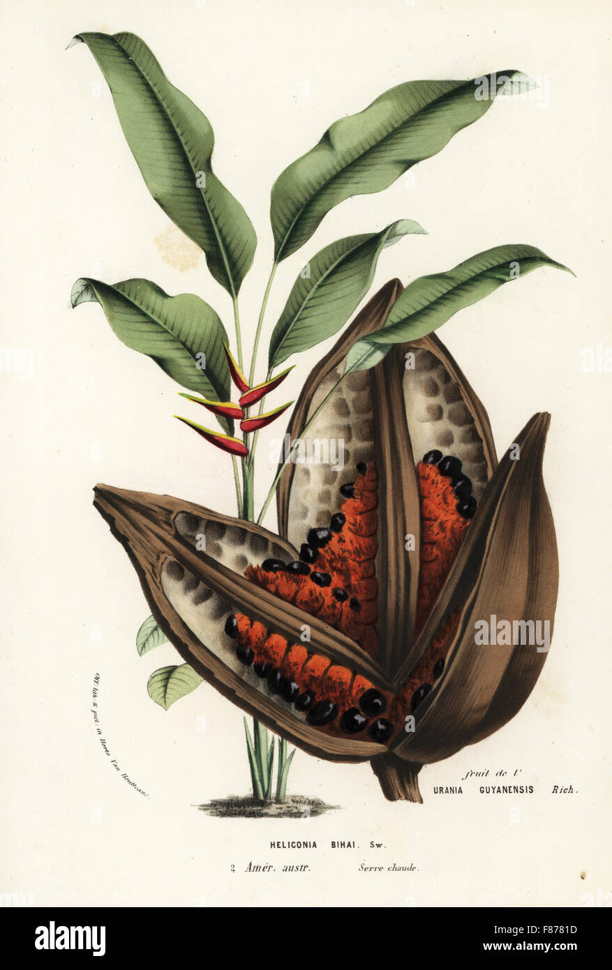 Red palulu or macawflower, Heliconia bihai, and fruit of the ...